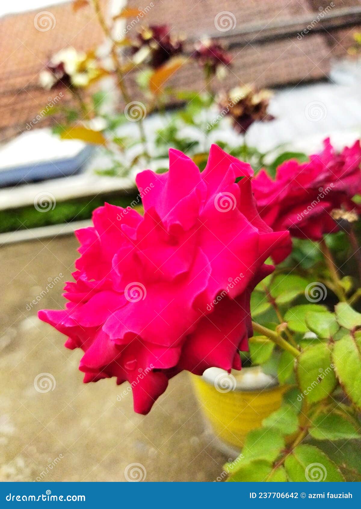 This Flower, Sooo Beautiful Right Stock Photo - Image of sooo, beaut ...