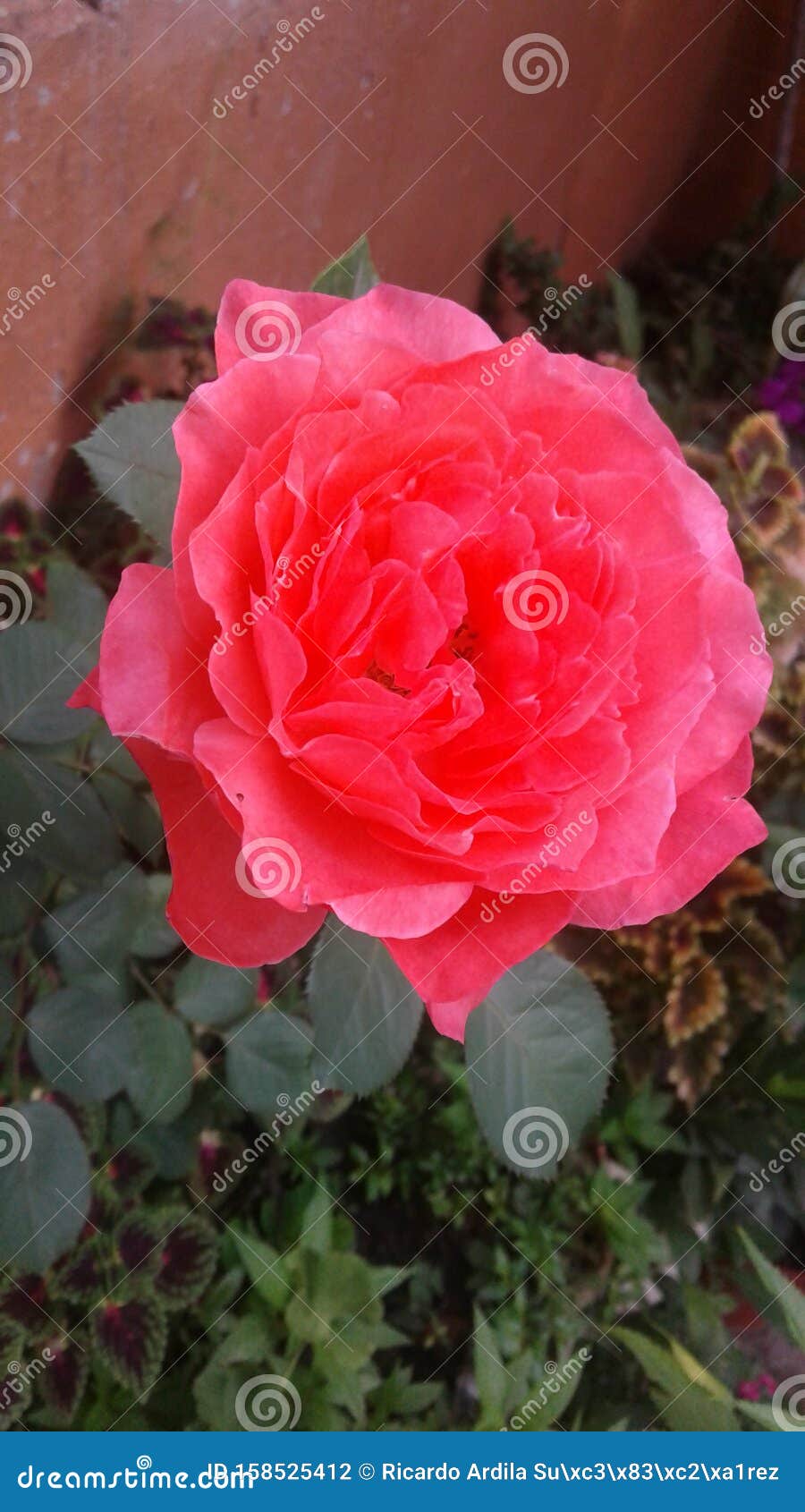 Flower of the Soul Fallen Angel Stock Photo - Image of cado, soul ...