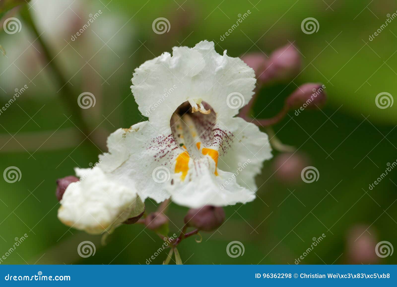Flower of a Southern Catalpa Tree Stock Photo - Image of flora ...