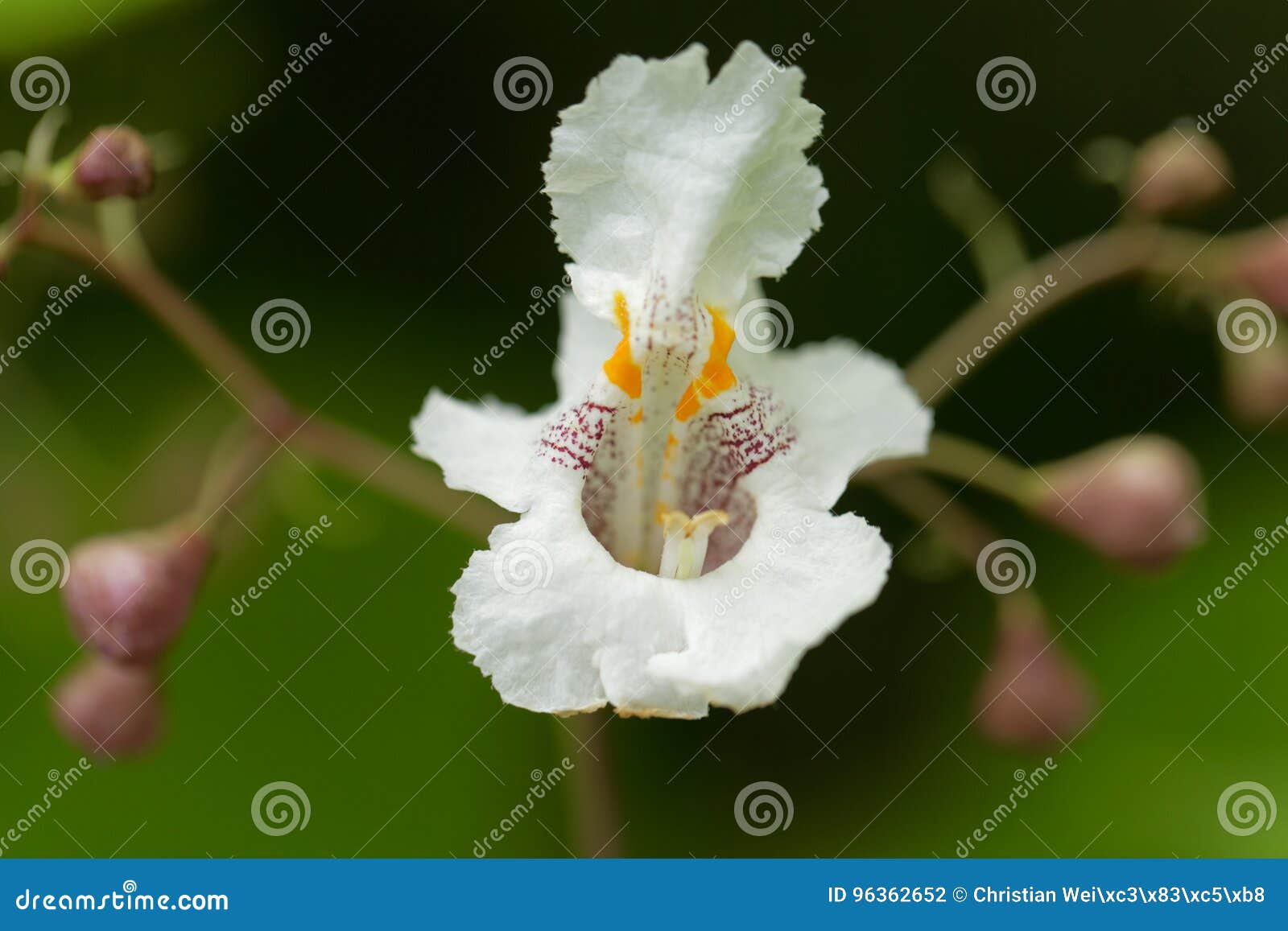 Flower of a Southern Catalpa Tree Stock Photo - Image of cigartree ...