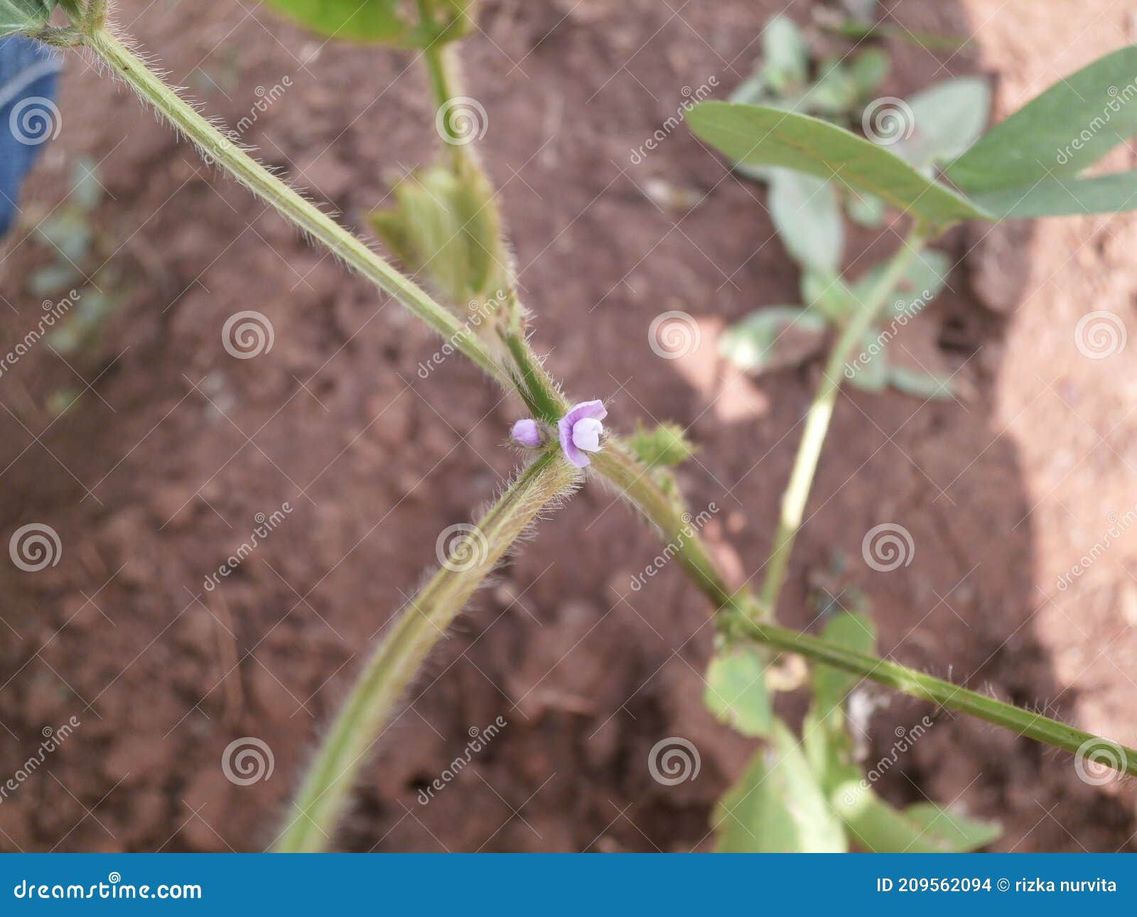 Flower of soybean stock photo. Image of flower, herb - 209562094