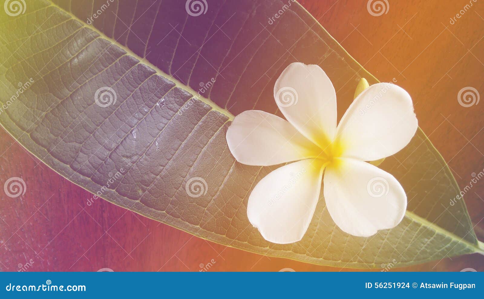 Flower in spa stock photo. Image of plumeria, flora, background - 56251924