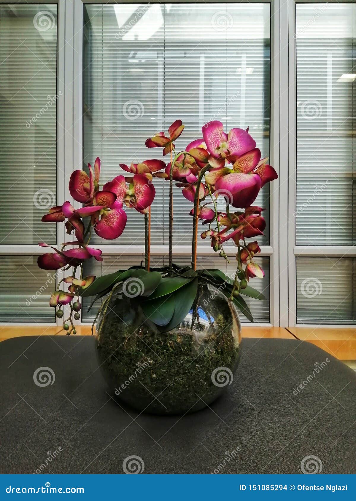 Flower in spherical vase stock photo. Image of vase - 151085294