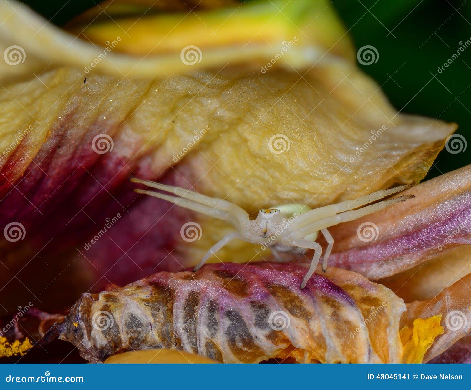 White flower spider stock image. Image of garden, colorful - 48045141