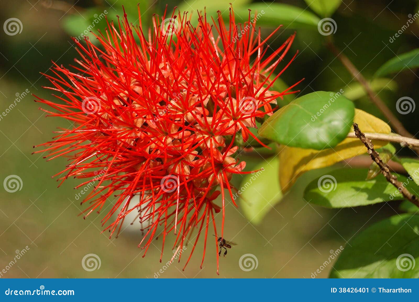 Flower spike stock image. Image of flower, blossom, spike - 38426401