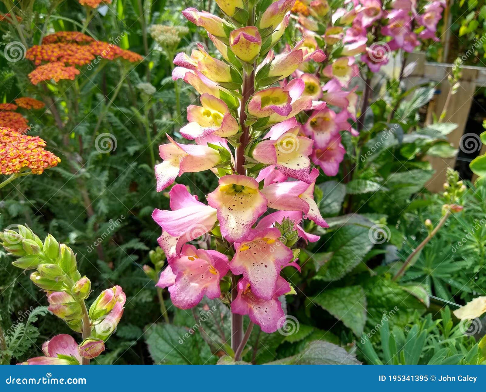 Digiplexis `Berry Canary` stock image. Image of nature - 195341395