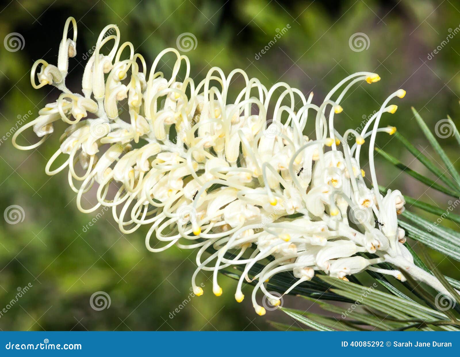 Flower Spike of the Grevillea Moonlight Cultivar Stock Photo - Image of ...