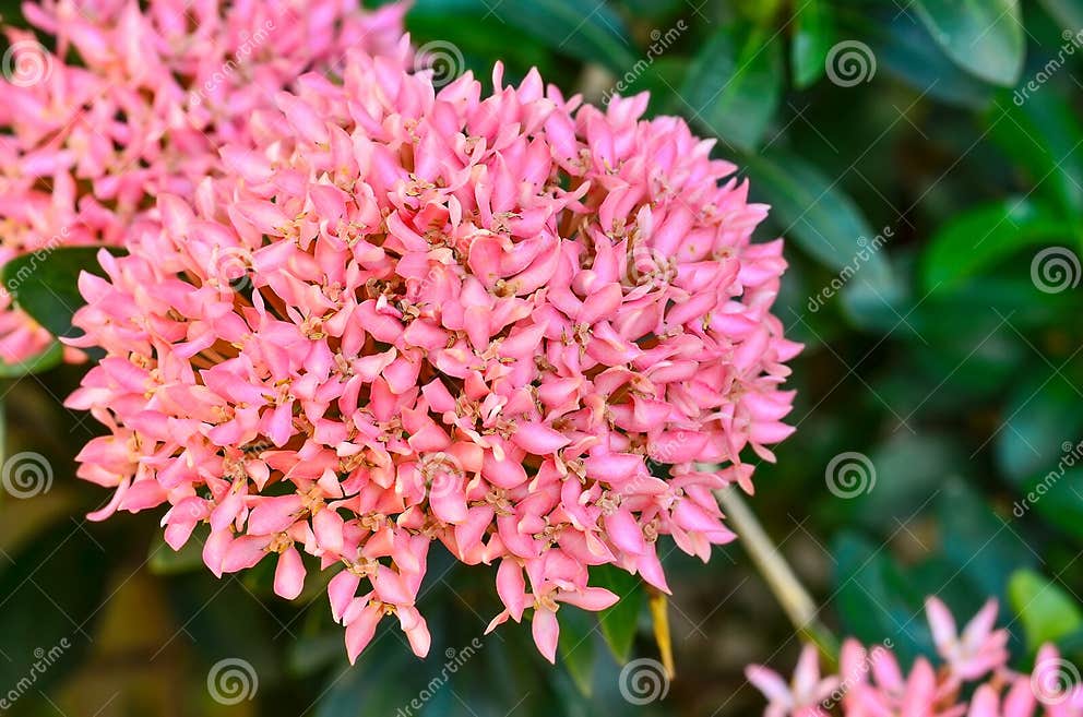 Flower spike stock image. Image of bouquet, fresh, elegance - 72731553
