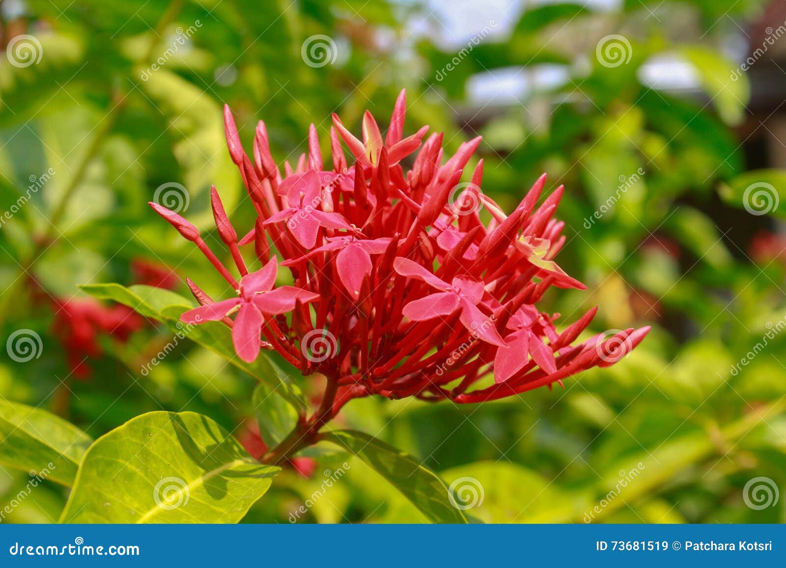 Flower spike stock image. Image of flower, india, floral - 73681519