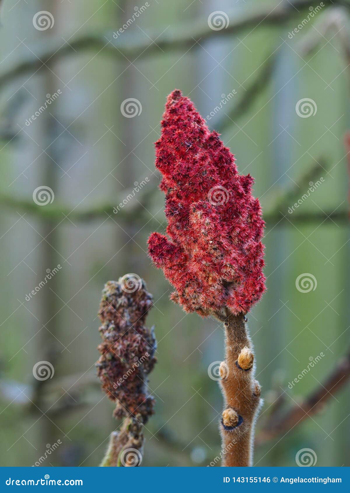 Flower Spike on a Rhus Typhina Tree in Winter Stock Photo - Image of ...