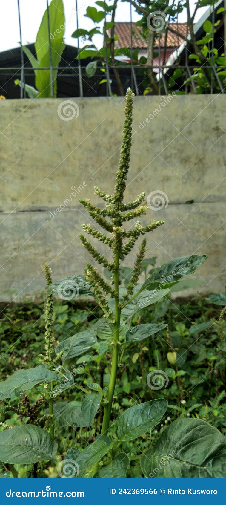 Flower of spinach stock photo. Image of wildflower, spinach - 242369566