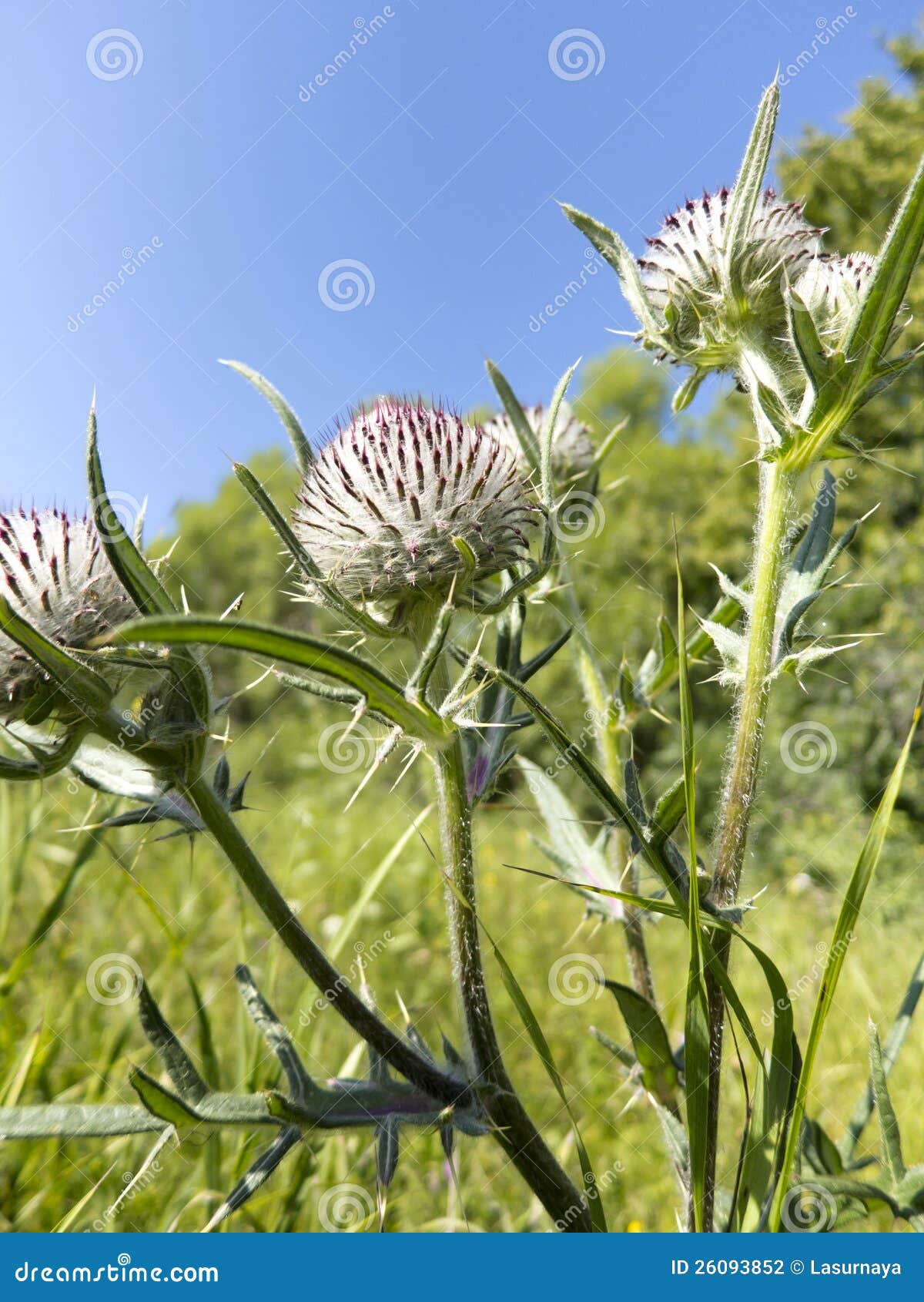 Flower with spines stock photo. Image of summer, plants - 26093852