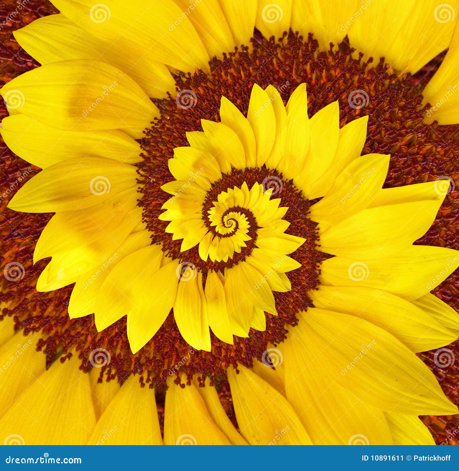 Flower Spiral stock image. Image of sunflower, impossible - 10891611