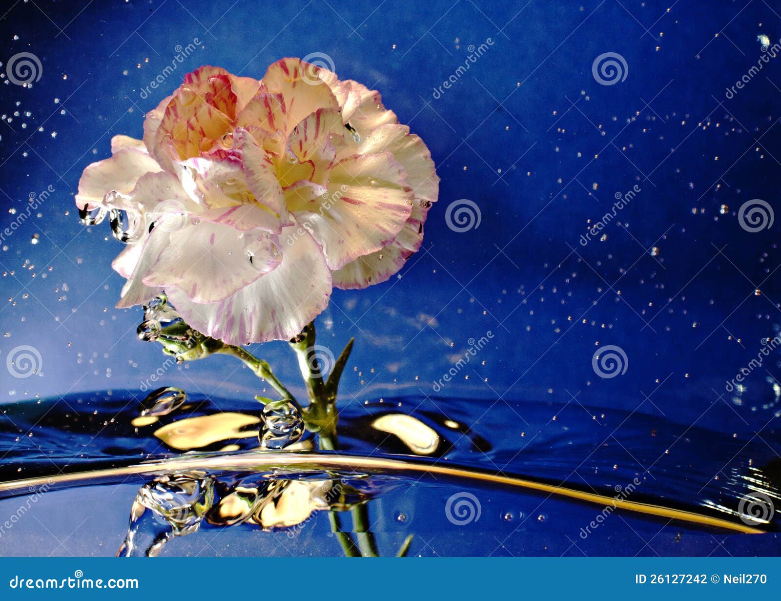 Flower splash stock photo. Image of blue, plant, botanical - 26127242