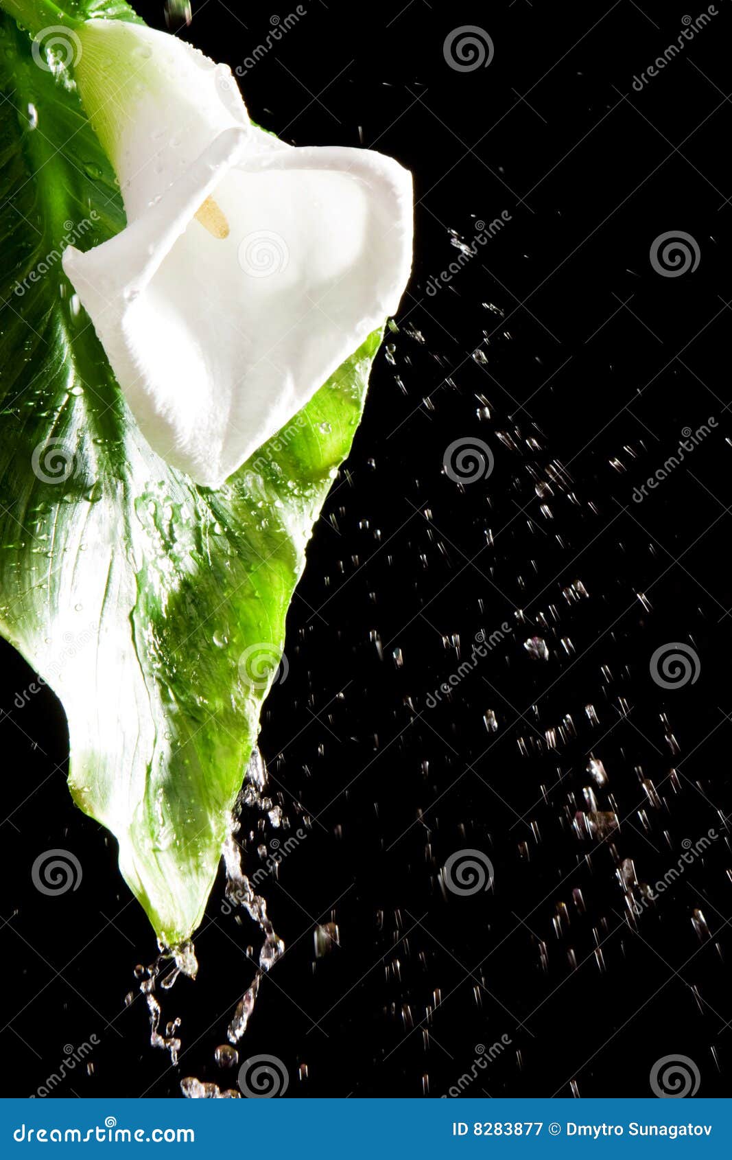 Flower and splash of water stock image. Image of innocence - 8283877