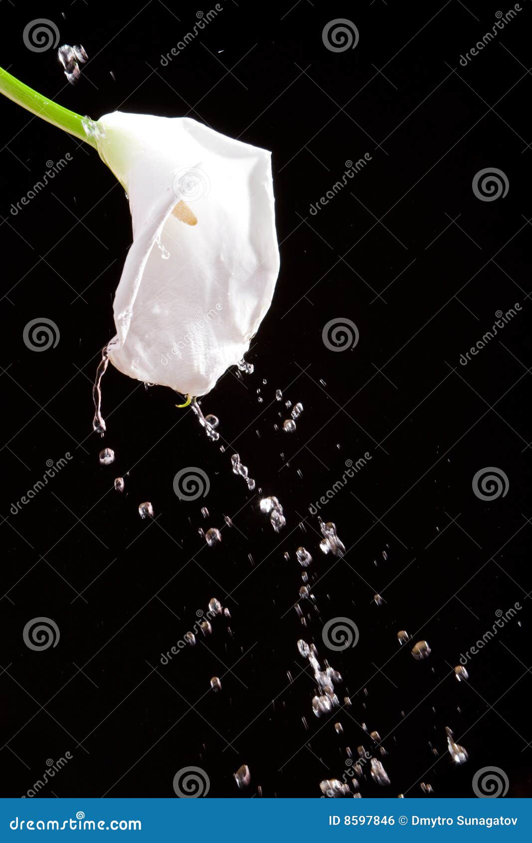 Flower and splash of water stock photo. Image of harmony - 8597846