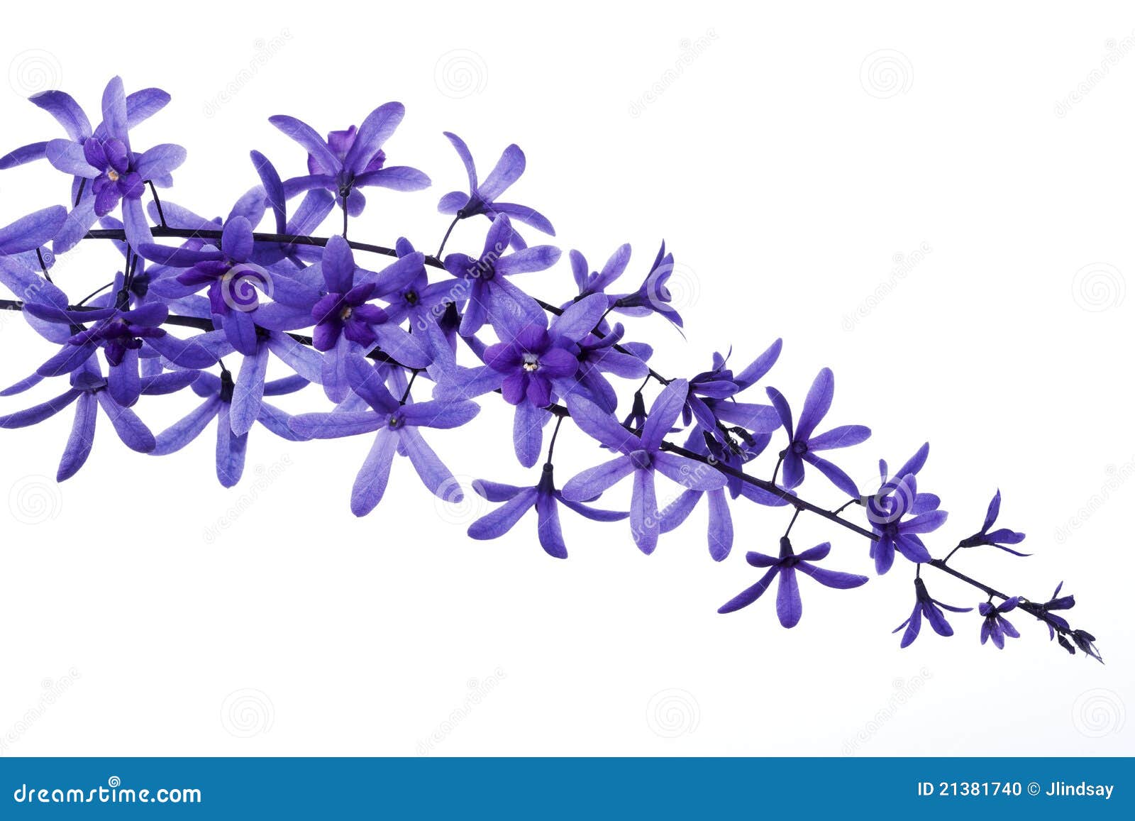 Flower spray stock photo. Image of bunch, closeup, drop - 21381740