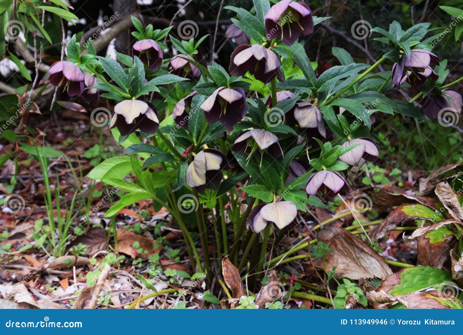Christmas rose stock photo. Image of hellebore, garden - 113949946
