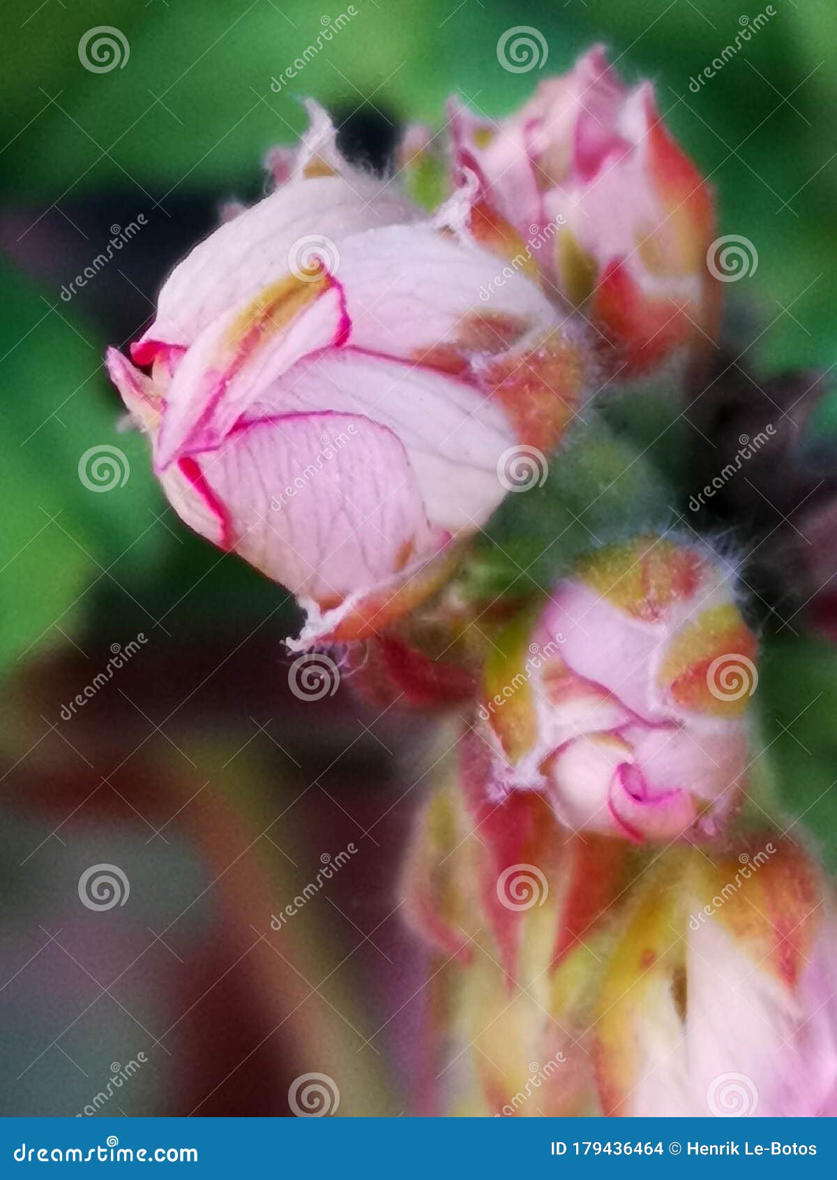 Flower in spring closeup stock photo. Image of blossom - 179436464