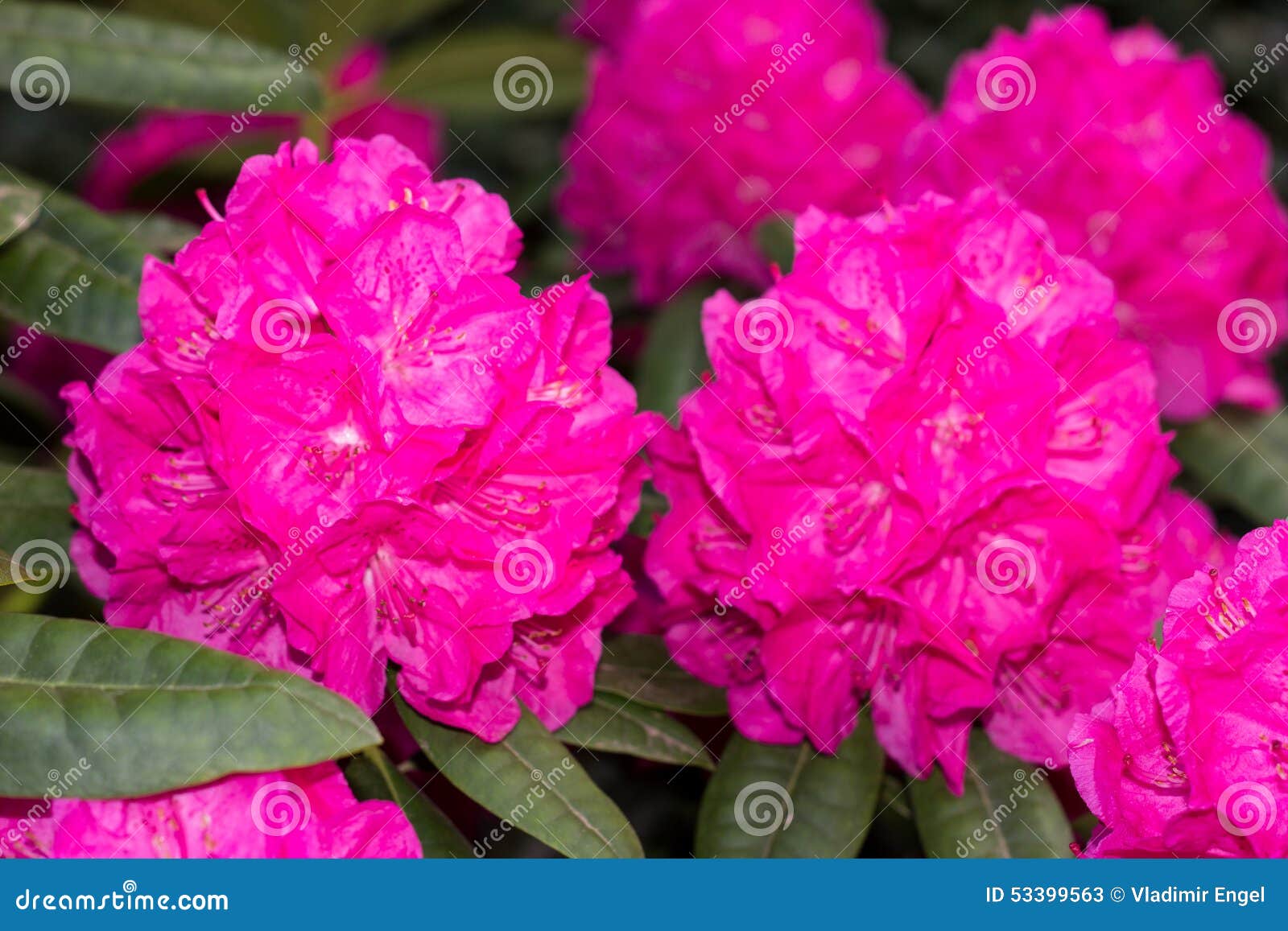 Flower.spring Flowers Pink Outdoor Stock Image - Image of flower ...