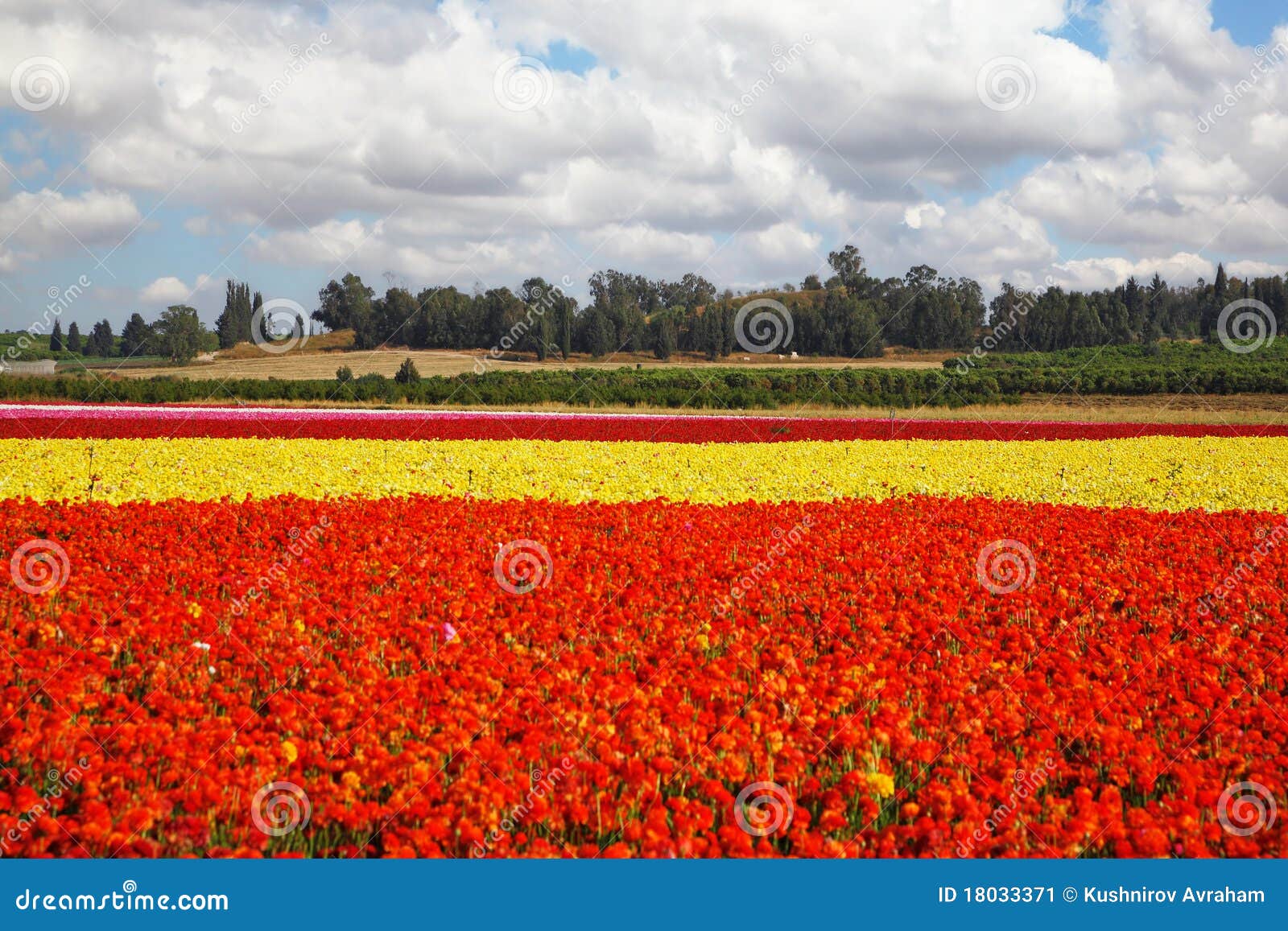 Flower spring in Israel stock image. Image of yellow - 18033371