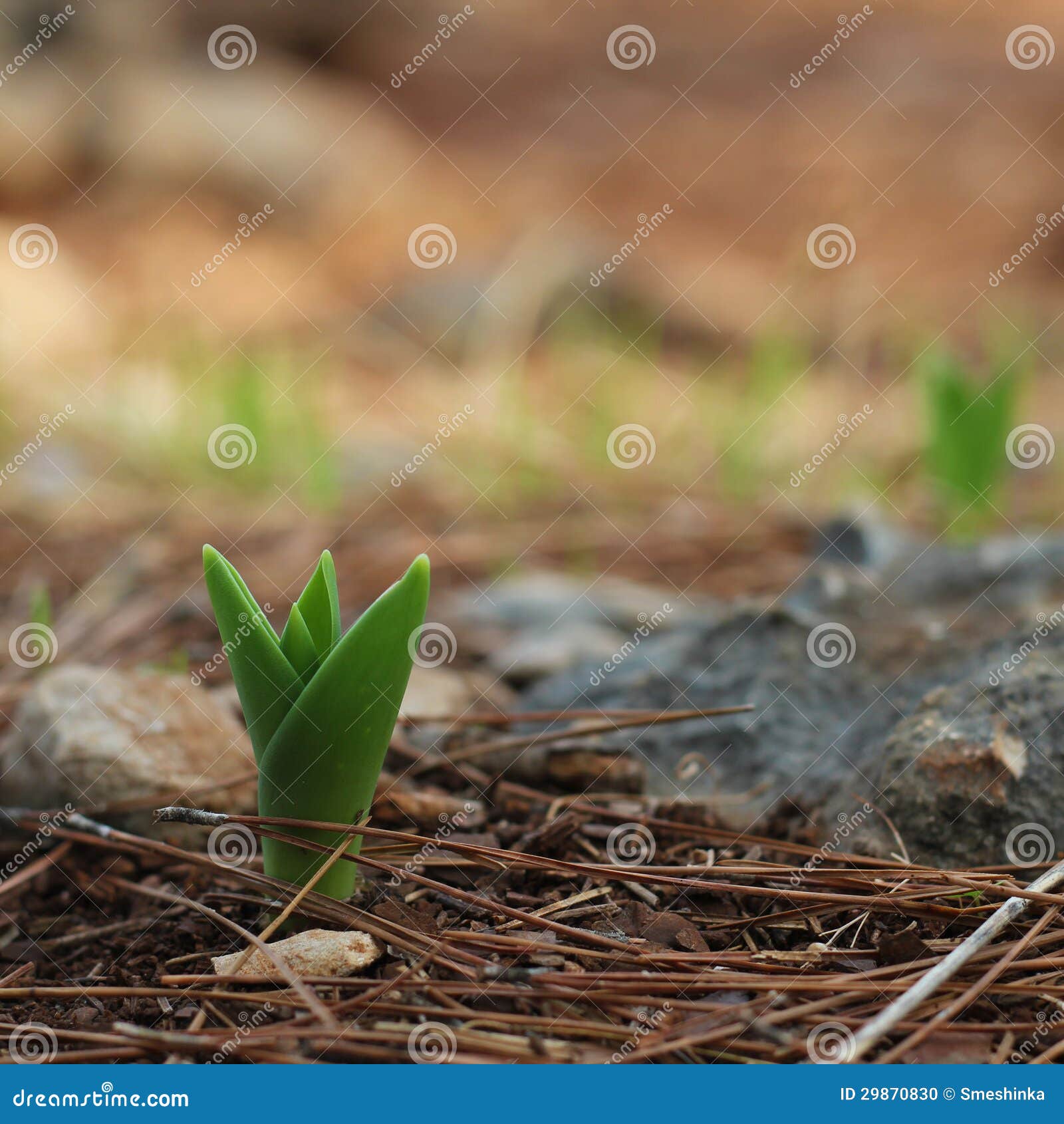 A Beautiful Flower Sprout in a Pine Forest Stock Photo - Image of ...