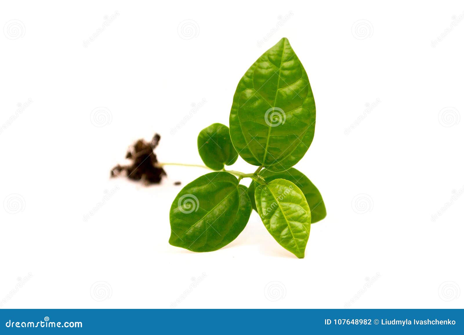Flower Sprout. Young Plant Isolated on White Background Stock Photo ...
