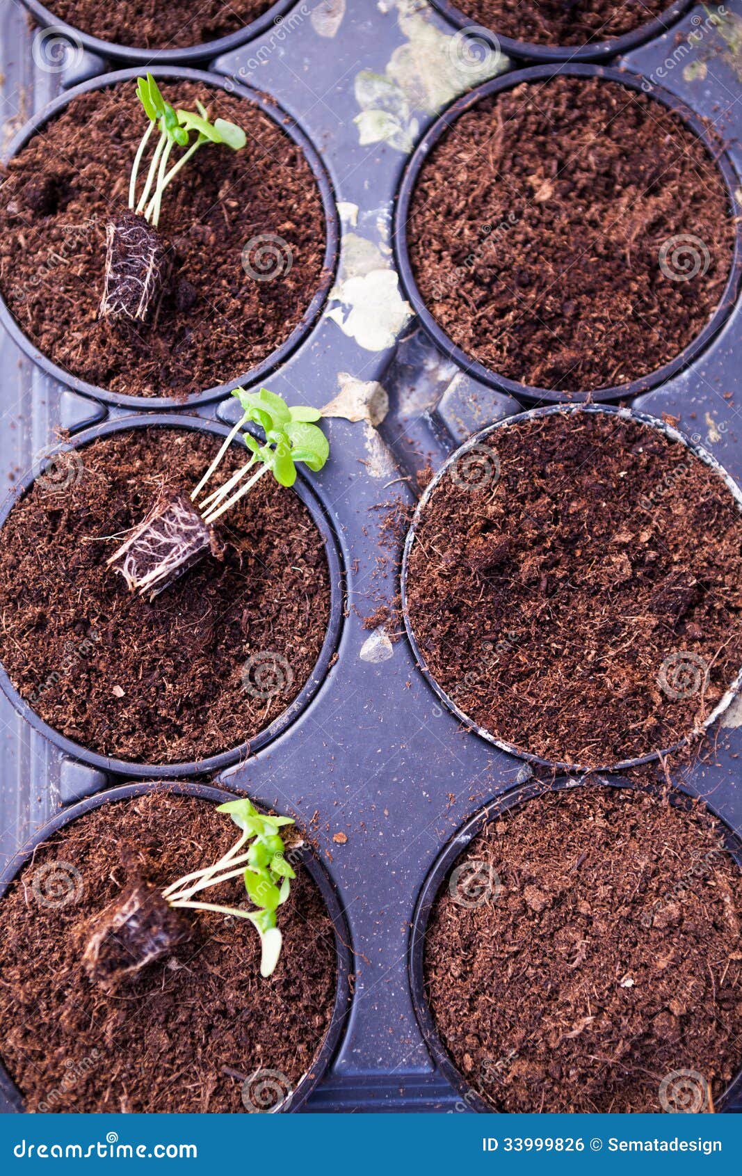 Flower sprouts stock photo. Image of growth, plant, vitality - 33999826
