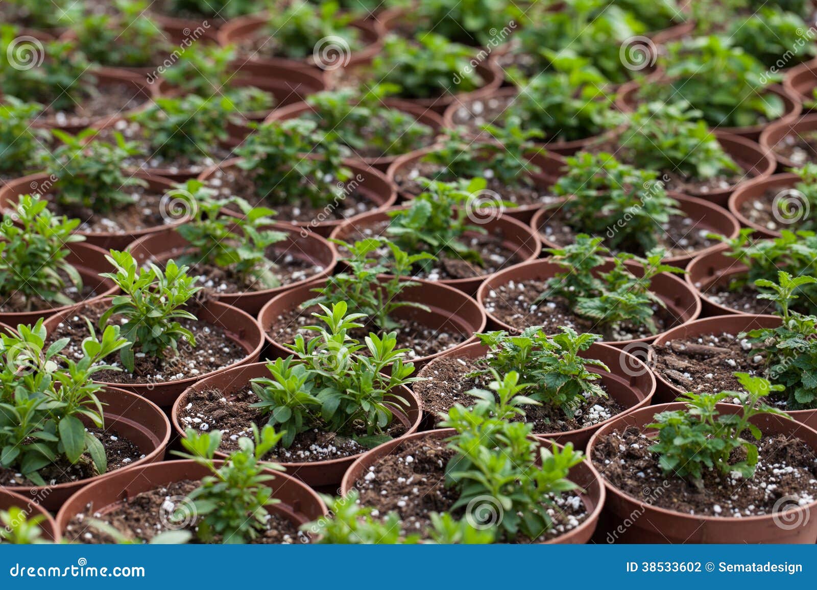 Flower sprouts stock photo. Image of order, greenhouse - 38533602