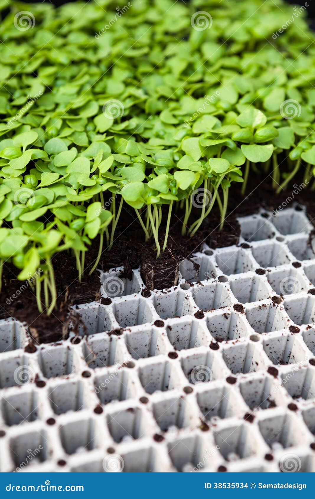 Flower sprouts stock photo. Image of plant, seedling - 38535934