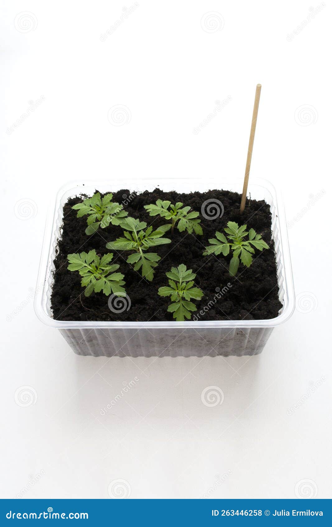 Flower Sprouts in Plastic Container on White Background. Stock Photo ...