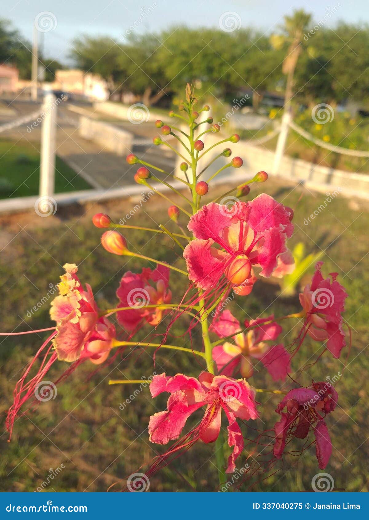 Flower in the Square of the Inland Town Stock Image - Image of morning ...