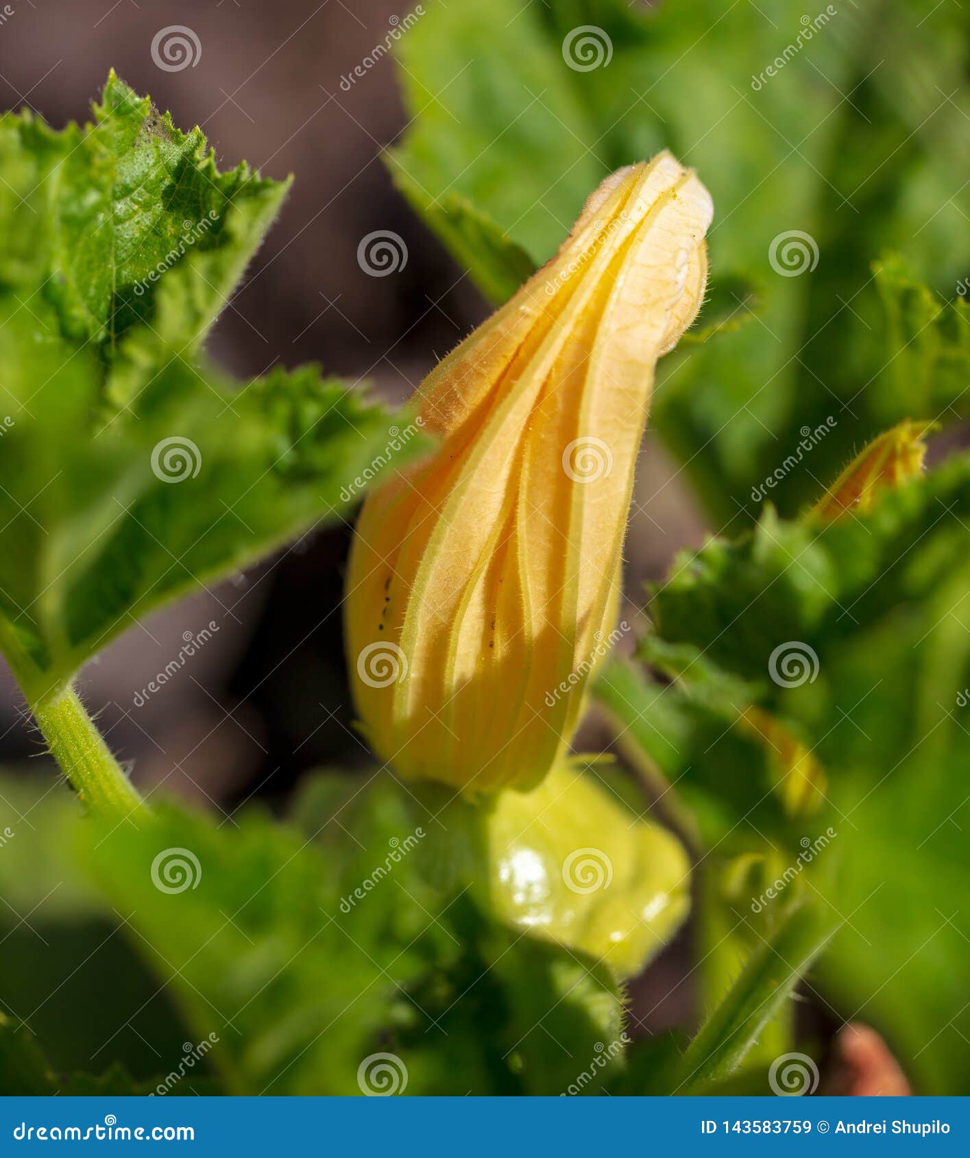 Flower on the Squash Plant in the Garden Stock Image - Image of summer ...