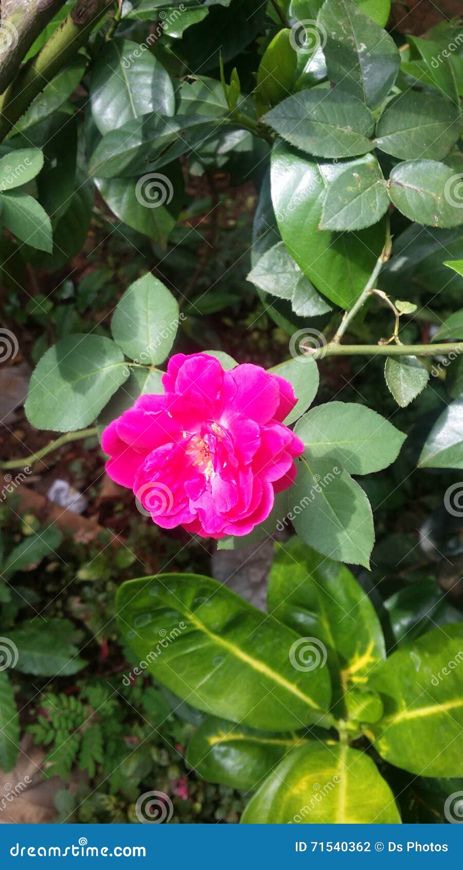 Flower stock photo. Image of lanka, flowers, kandy, parck - 71540362