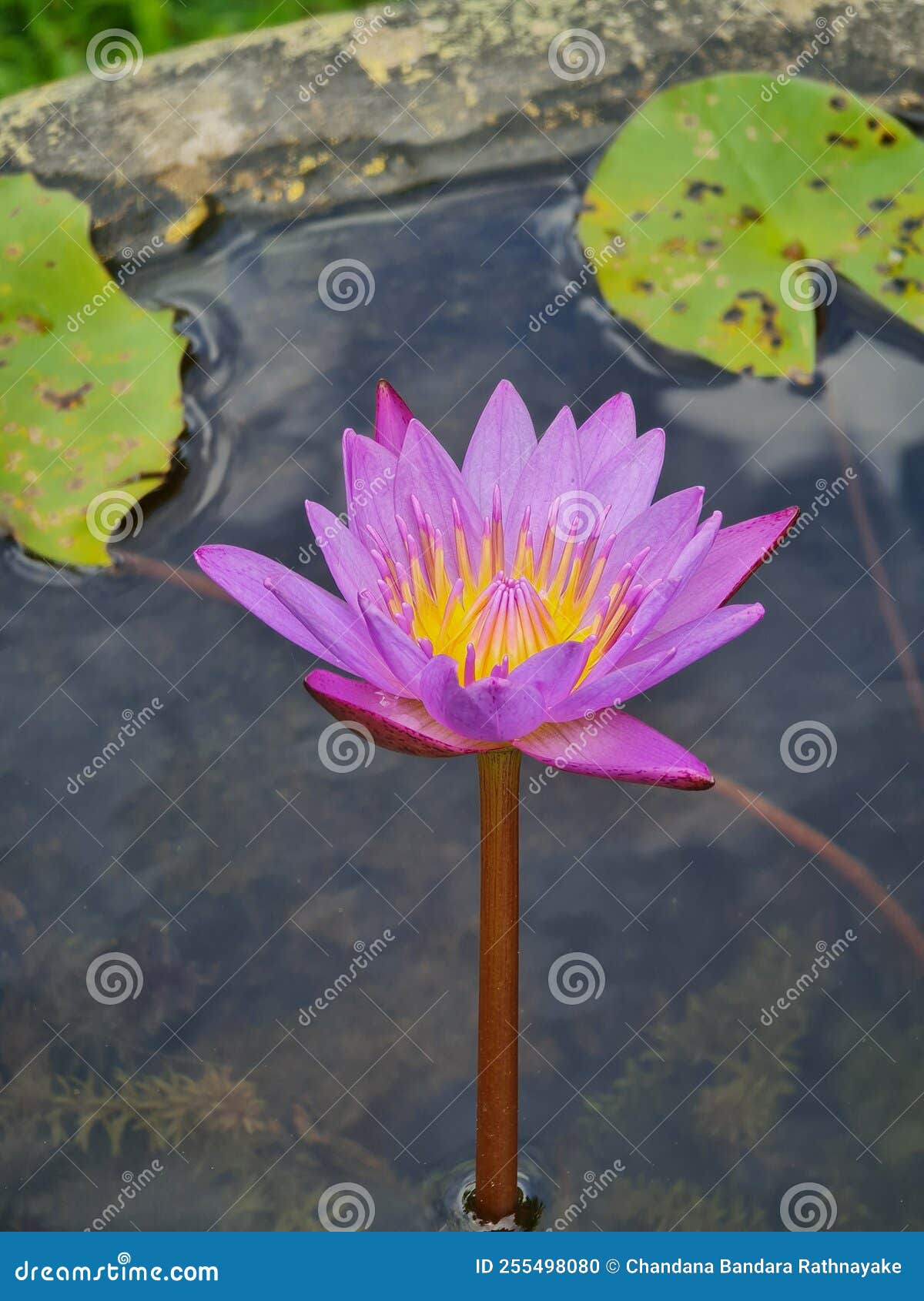 Flower in Sri Lanka Nil Manel Stock Photo - Image of beutifull ...