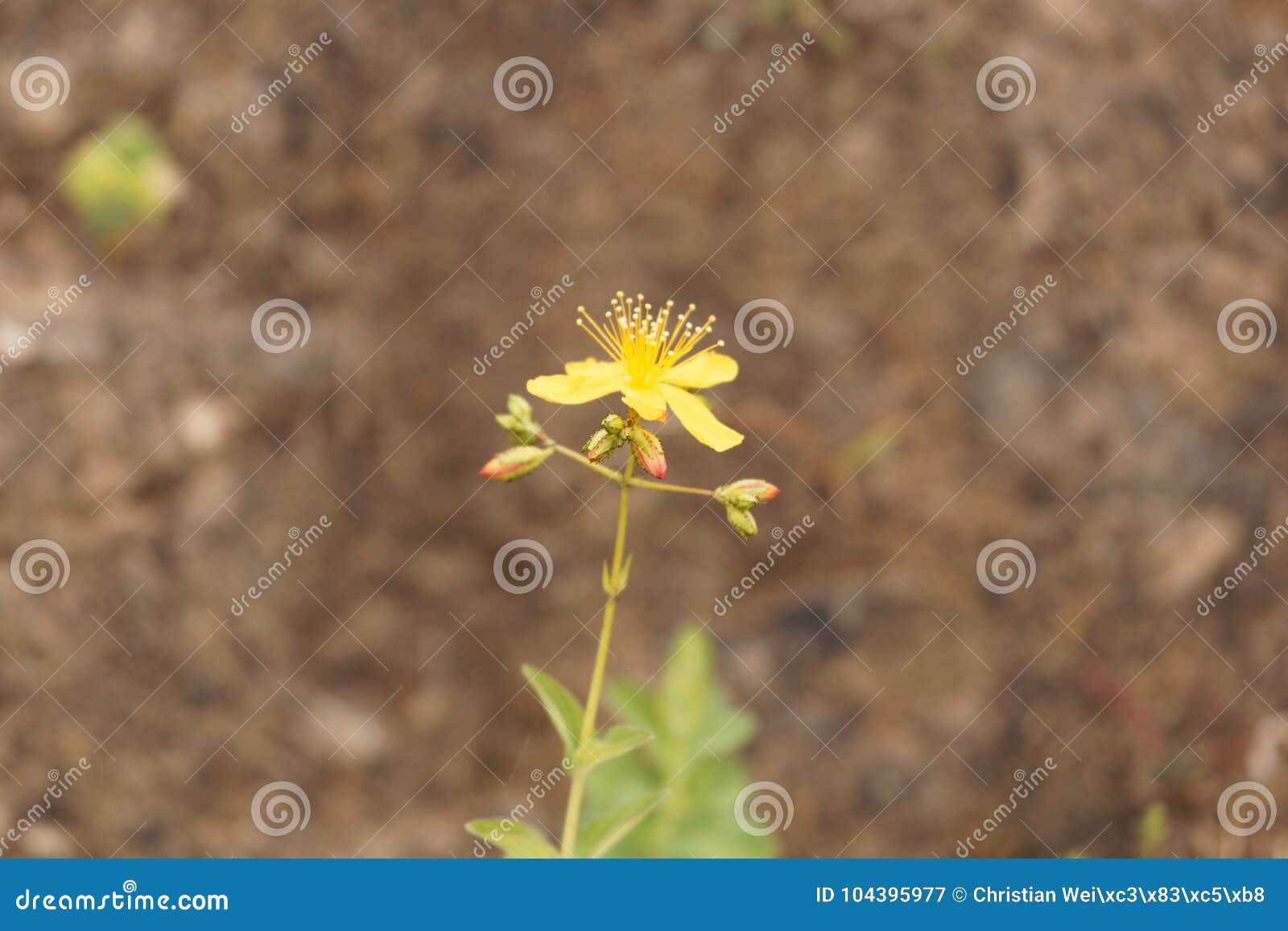 Flower of the St. John Wort Hypericum Quartinianum Stock Image - Image ...