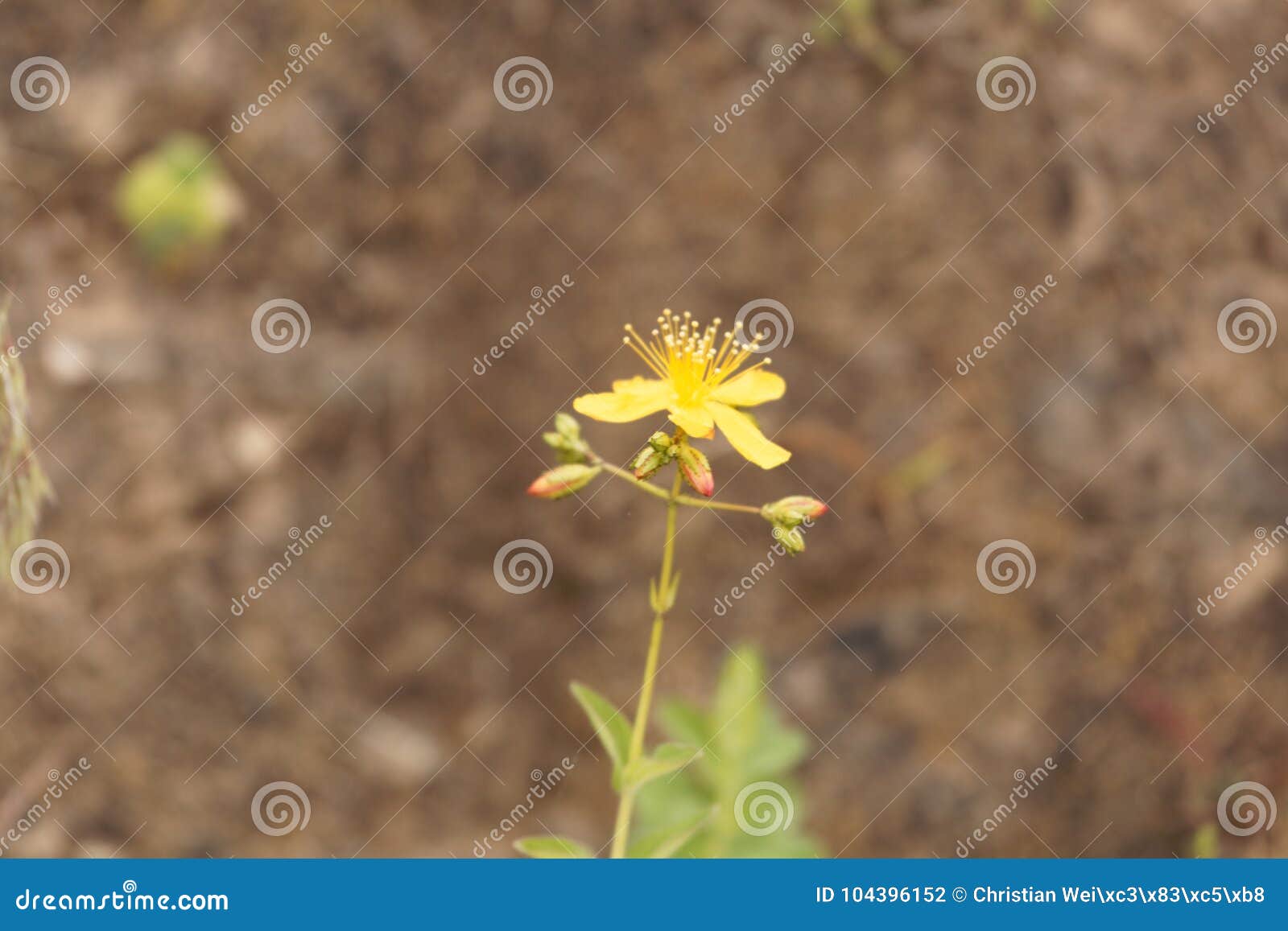 Flower of the St. John Wort Hypericum Quartinianum Stock Photo - Image ...