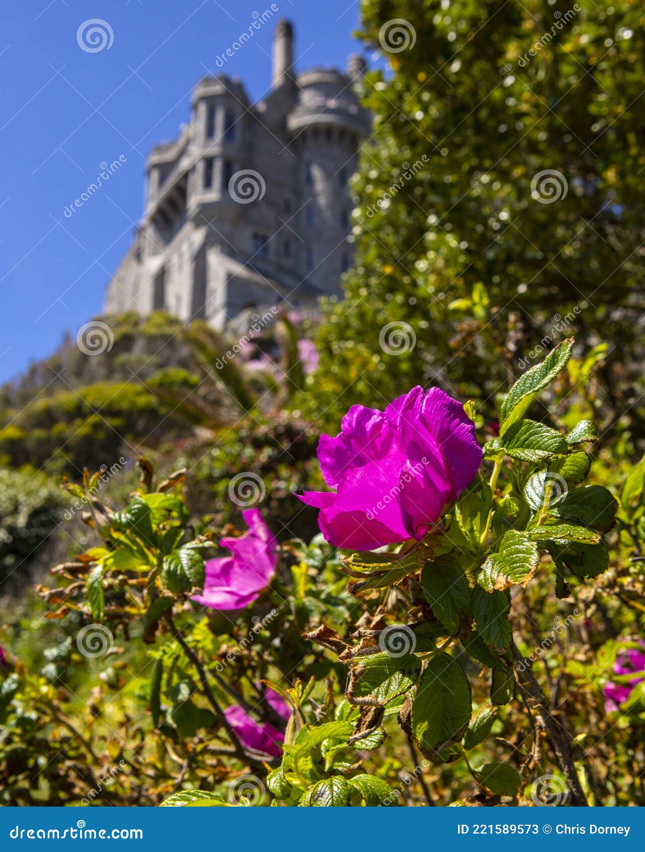 Flower at St. Michaels Mount in Cornwall, UK Stock Image - Image of ...