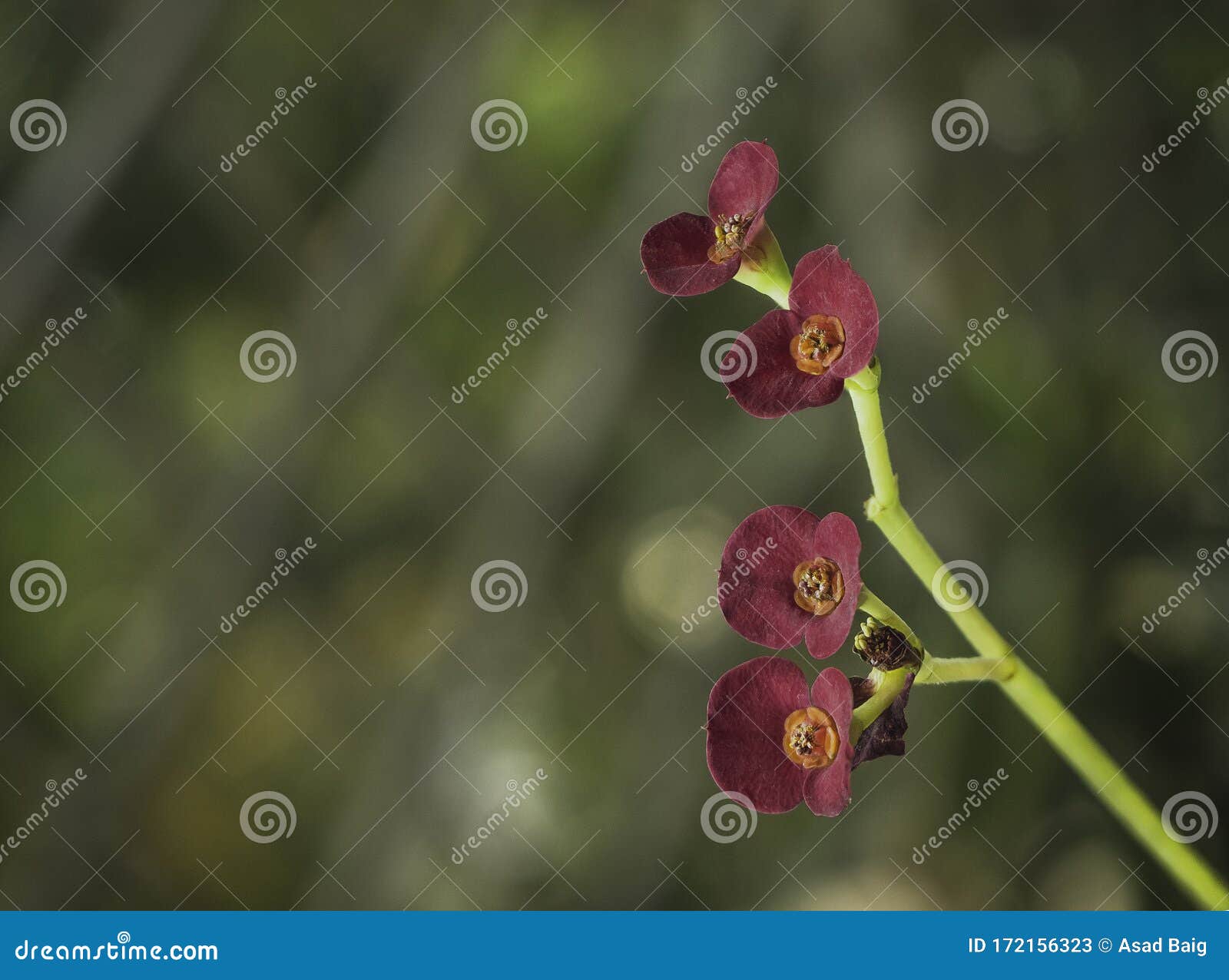 Flower Stack Flowers Photography Stock Image - Image of stack, flowers ...