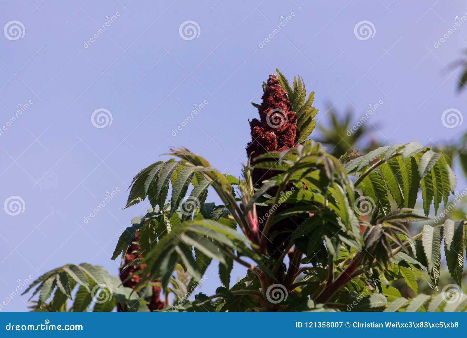 Flower of a Staghorn Sumac Rhus Typhina Stock Image - Image of detail ...
