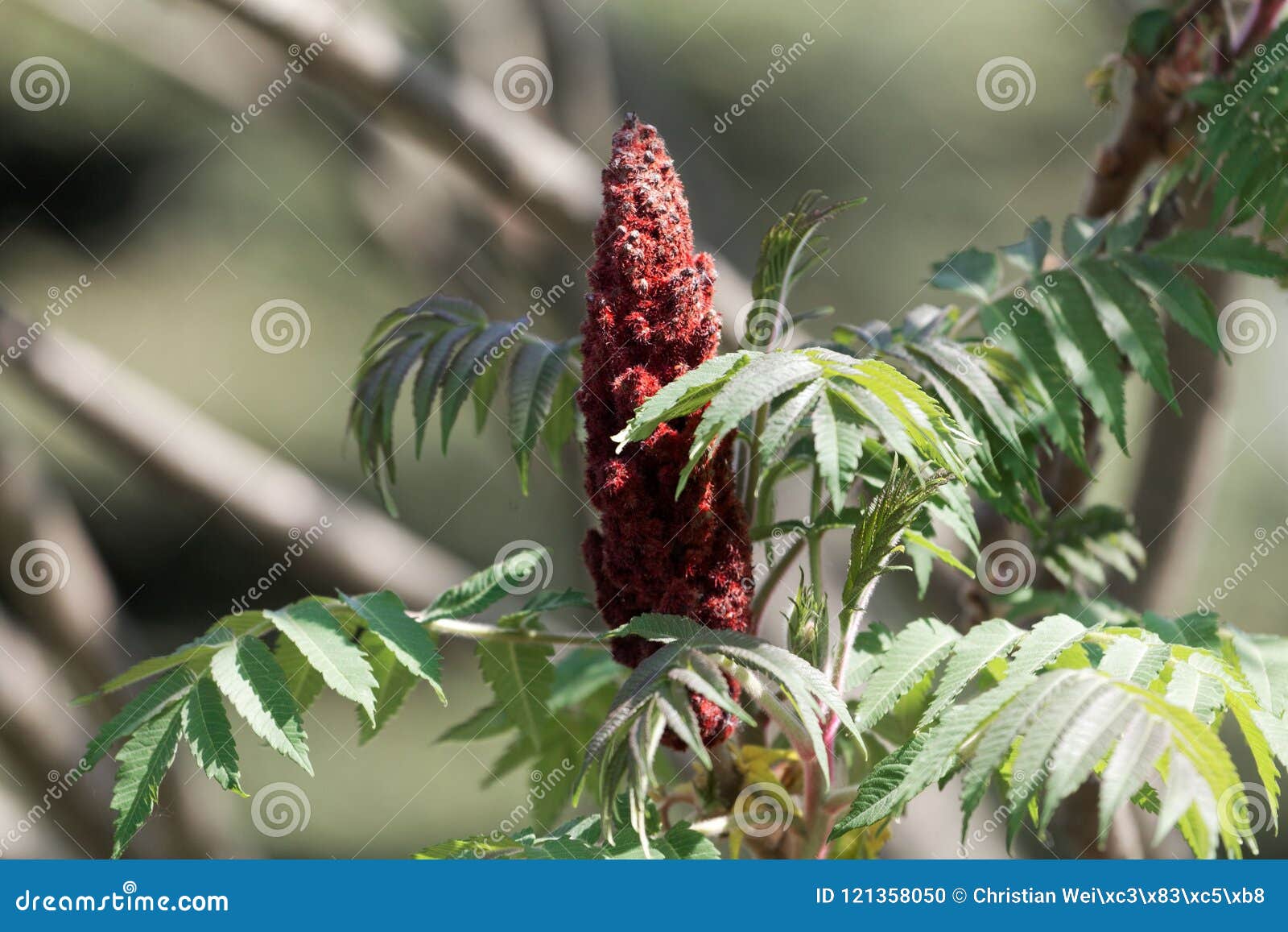 Flower of a Staghorn Sumac Rhus Typhina Stock Photo - Image of natural ...