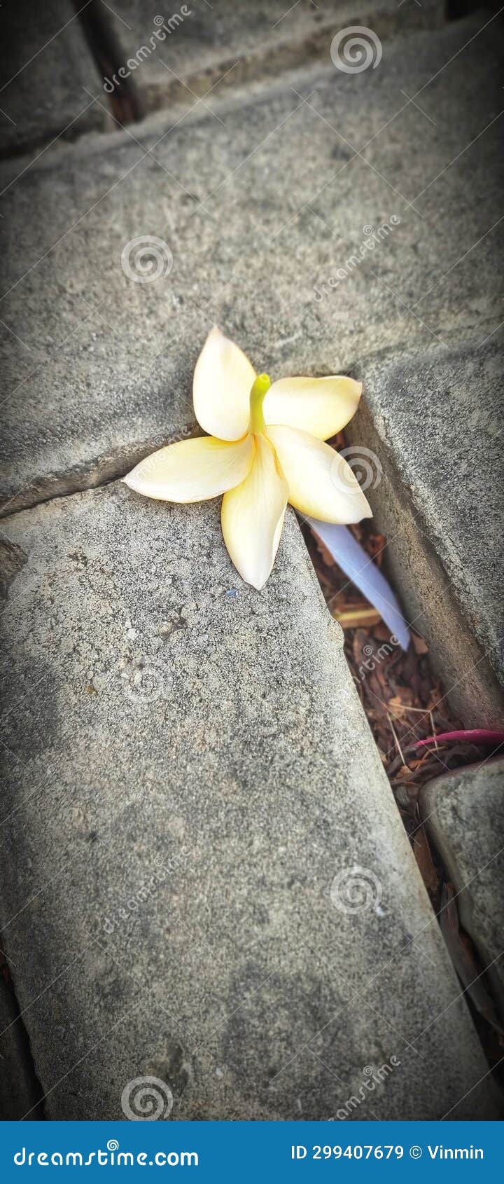 A White Flower Stalk Fell from the Tree Stock Image - Image of fell ...