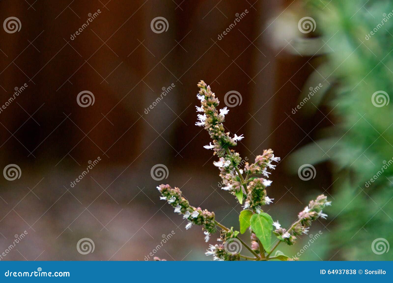 Flower Stalk of Patchouly Plant Stock Photo - Image of flower, herb ...
