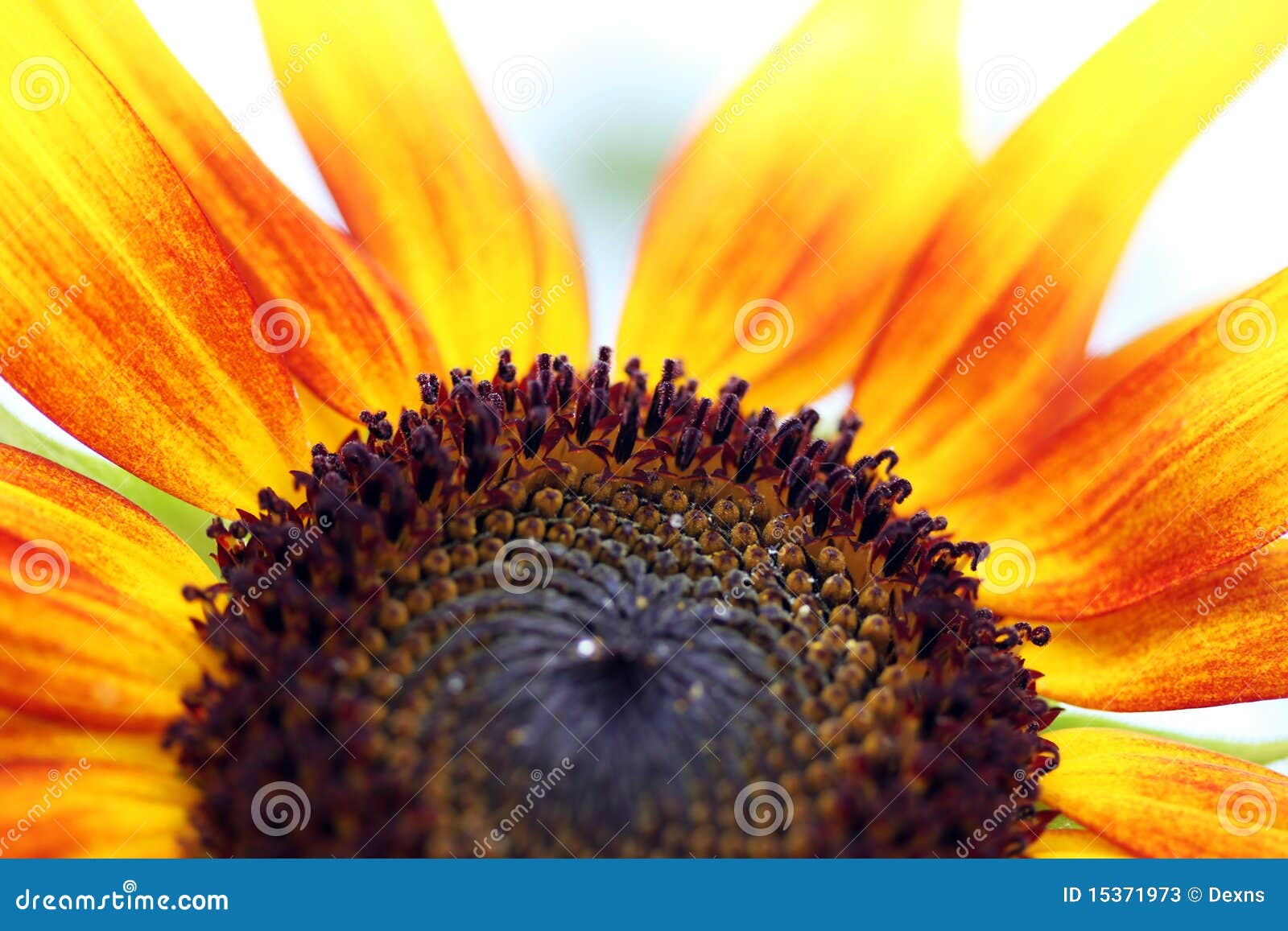 Flower stamen stock image. Image of single, petal, object - 15371973