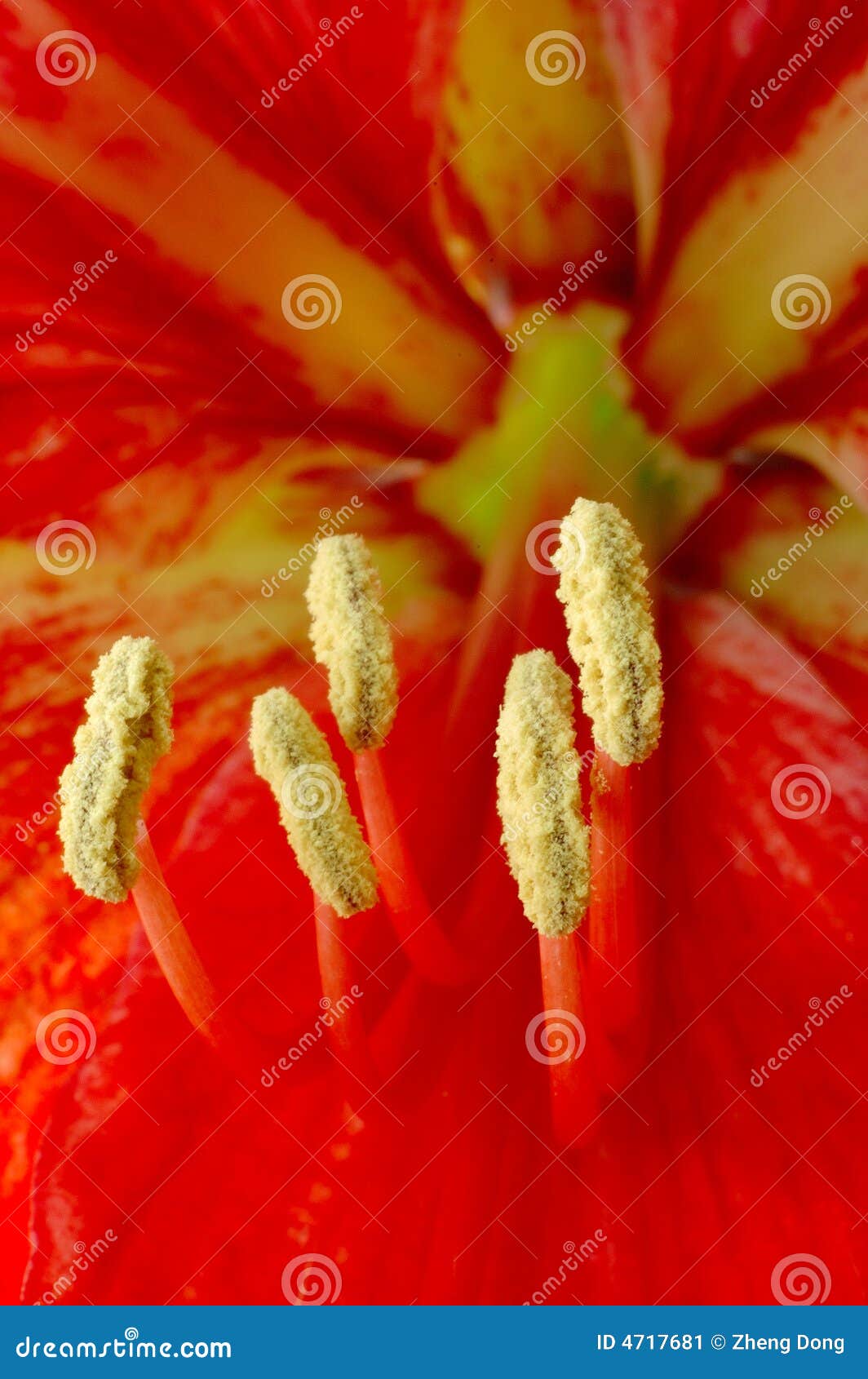 Flower stamen stock image. Image of propagation, spring - 4717681