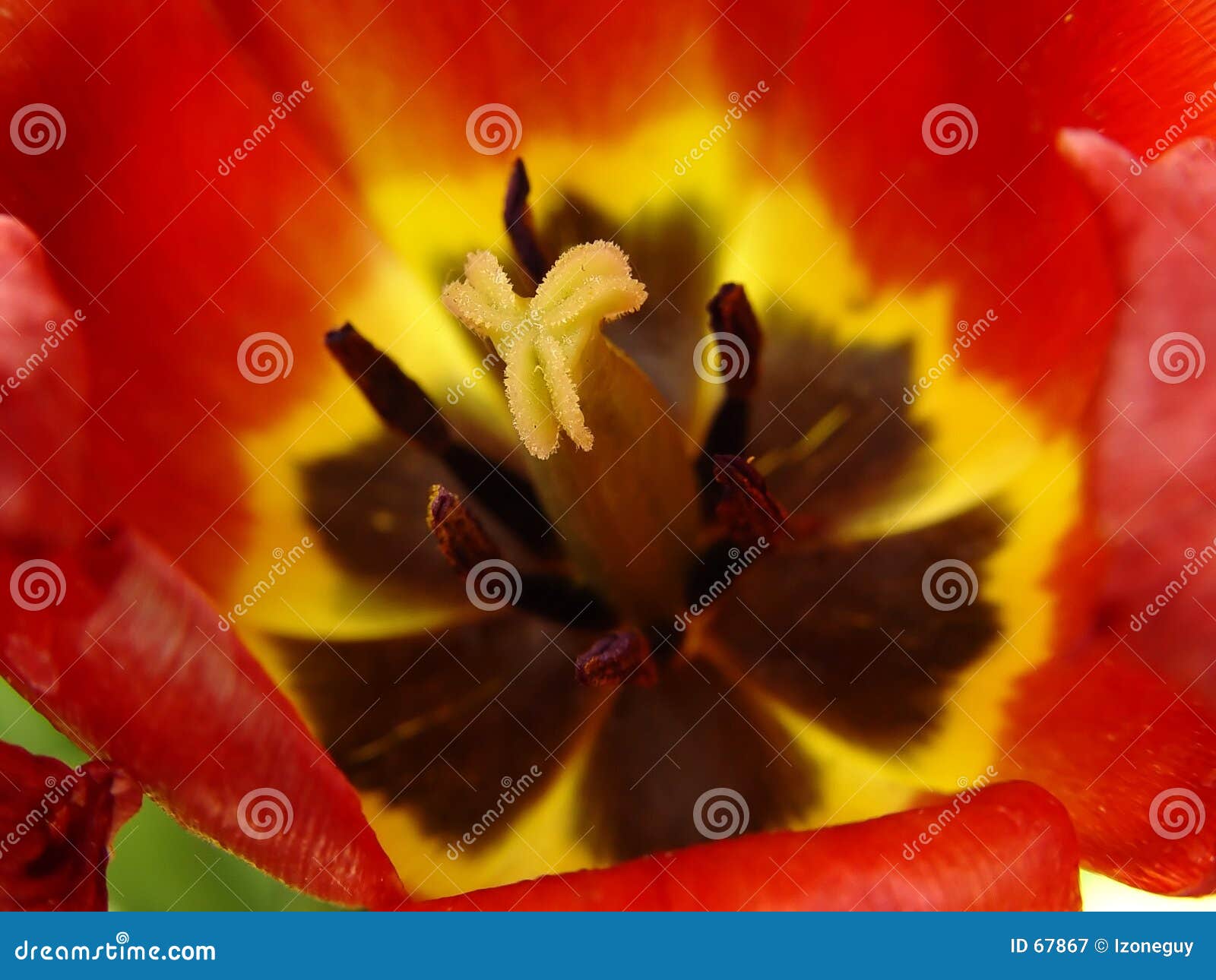 Flower Stamen stock image. Image of petal, detail, delicate - 67867