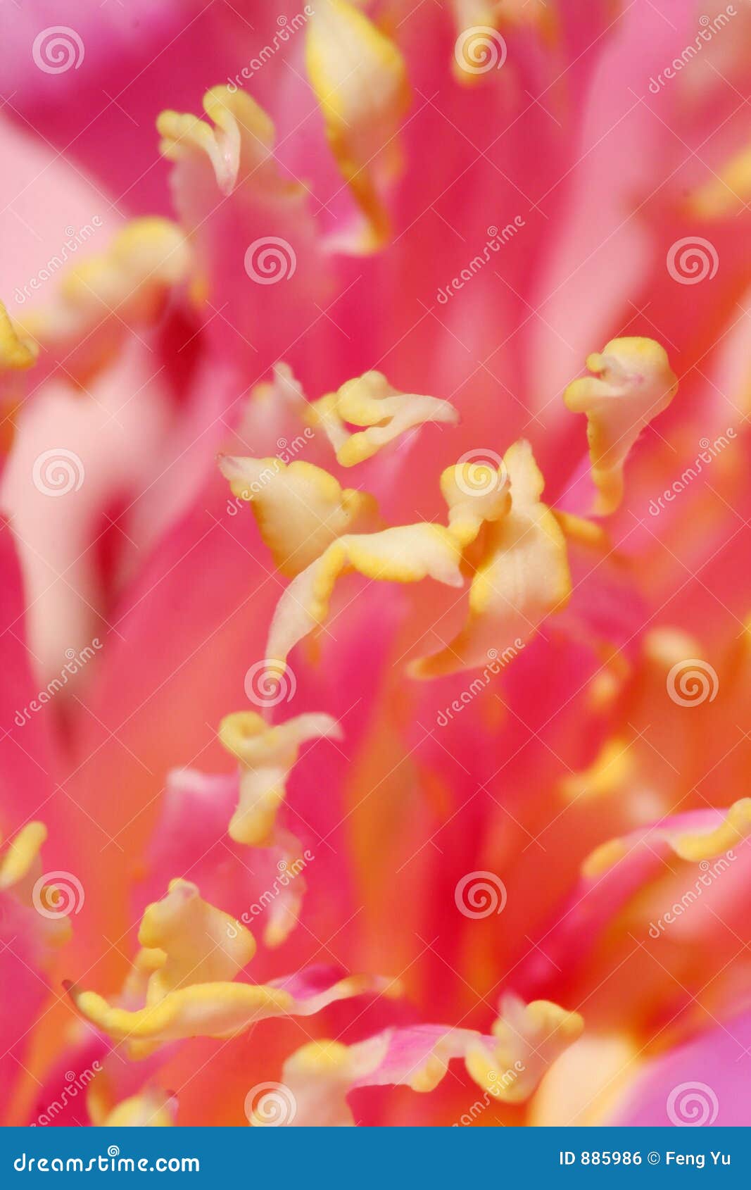 Flower stamen stock photo. Image of flower, flowering, essence - 885986