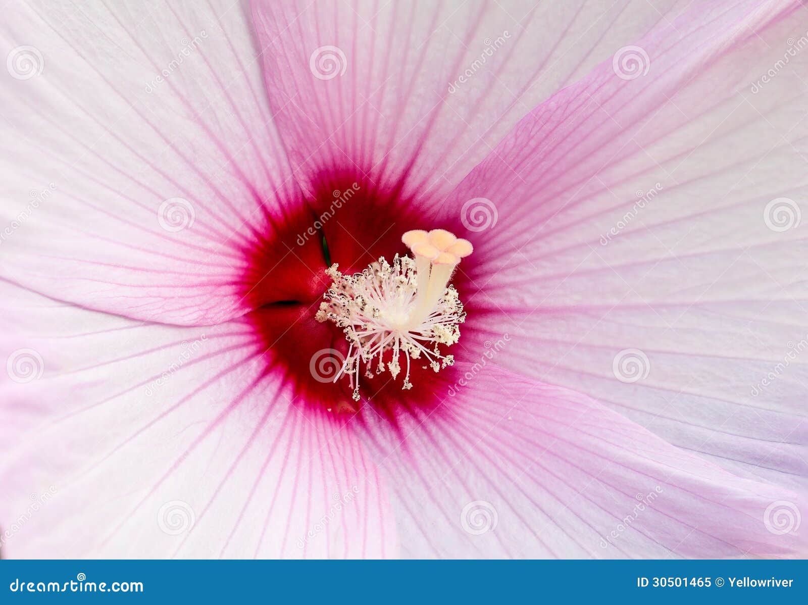 Flower stamen stock image. Image of stamen, flower, petal - 30501465