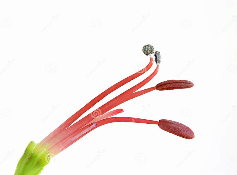 Flower stamens stock image. Image of lily, close, beautiful - 28220333
