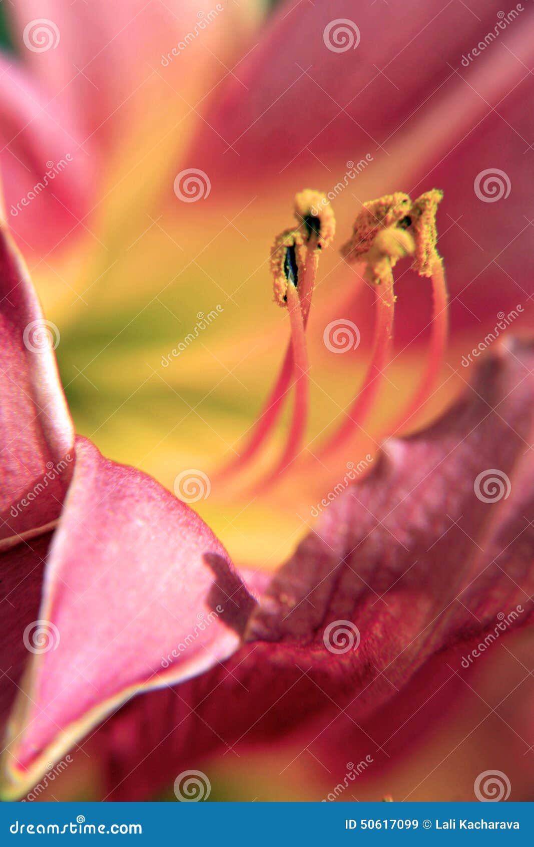 Flower stamens stock image. Image of mist, flowers, lilies - 50617099